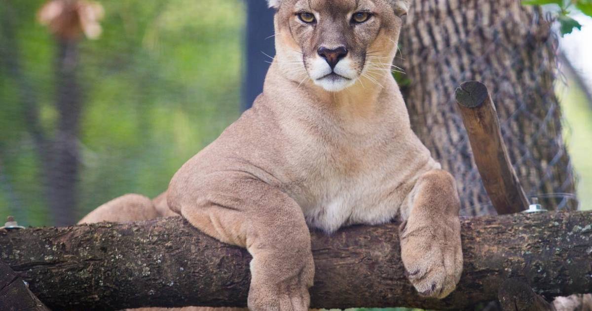 Jesper ikke i tvivl efter nyt møde med kæmpestort kattedyr: "Det ER en ...