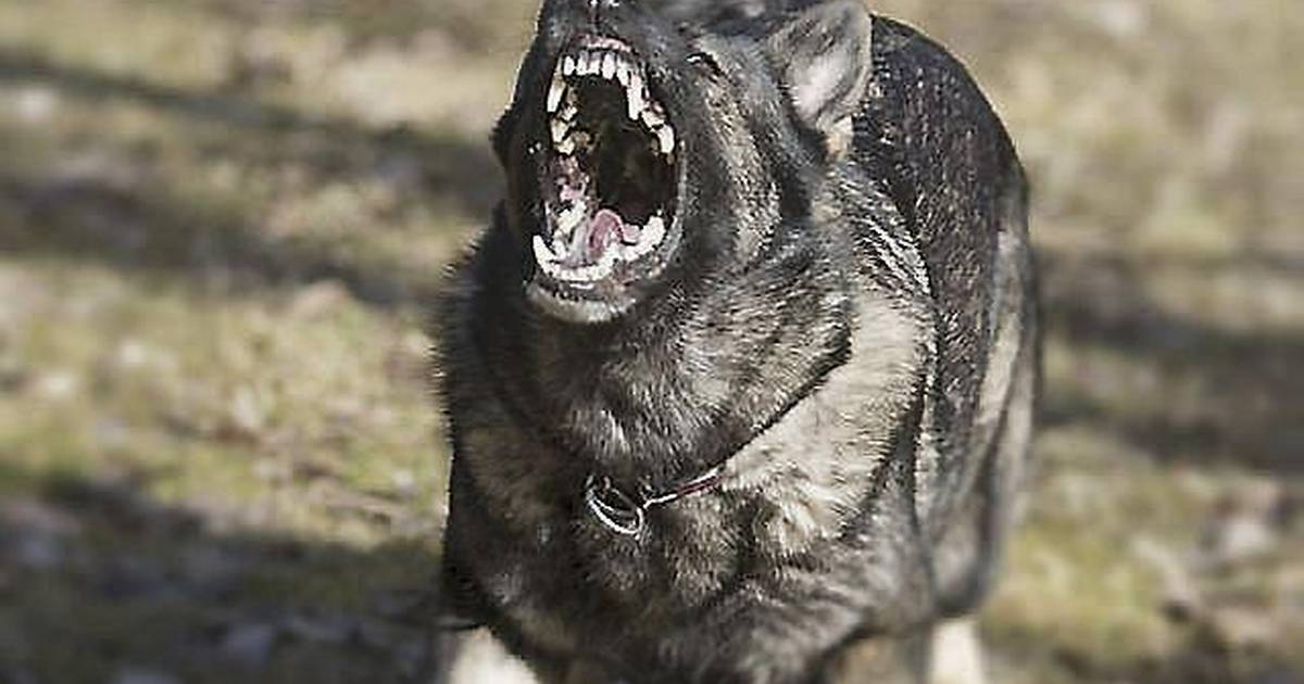 Kvindeligt pakkepostbud gik ind på adresse med tre løse hunde: Det ...