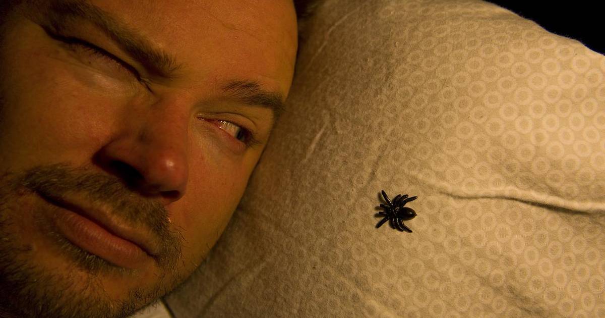 Derfor er vi bange for edderkopper - Din Avis