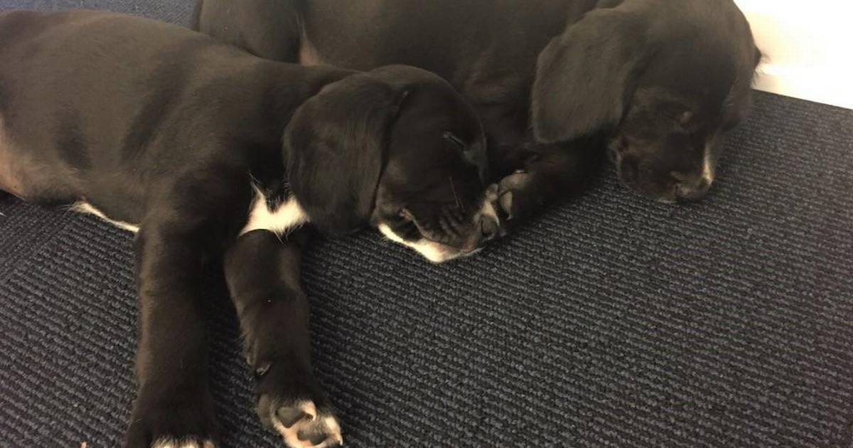 Otte uger gamle hundehvalpe fundet i vejkant - Din Avis