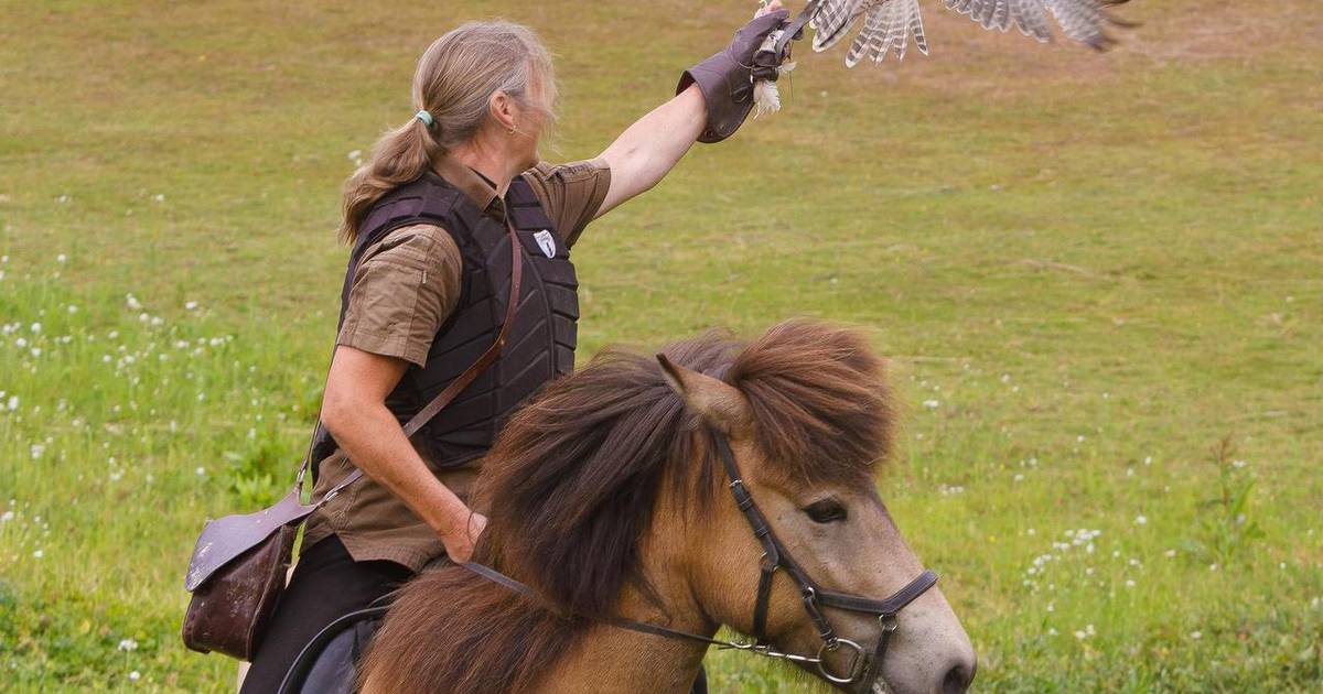 Sådan jager man med falke - Din Avis