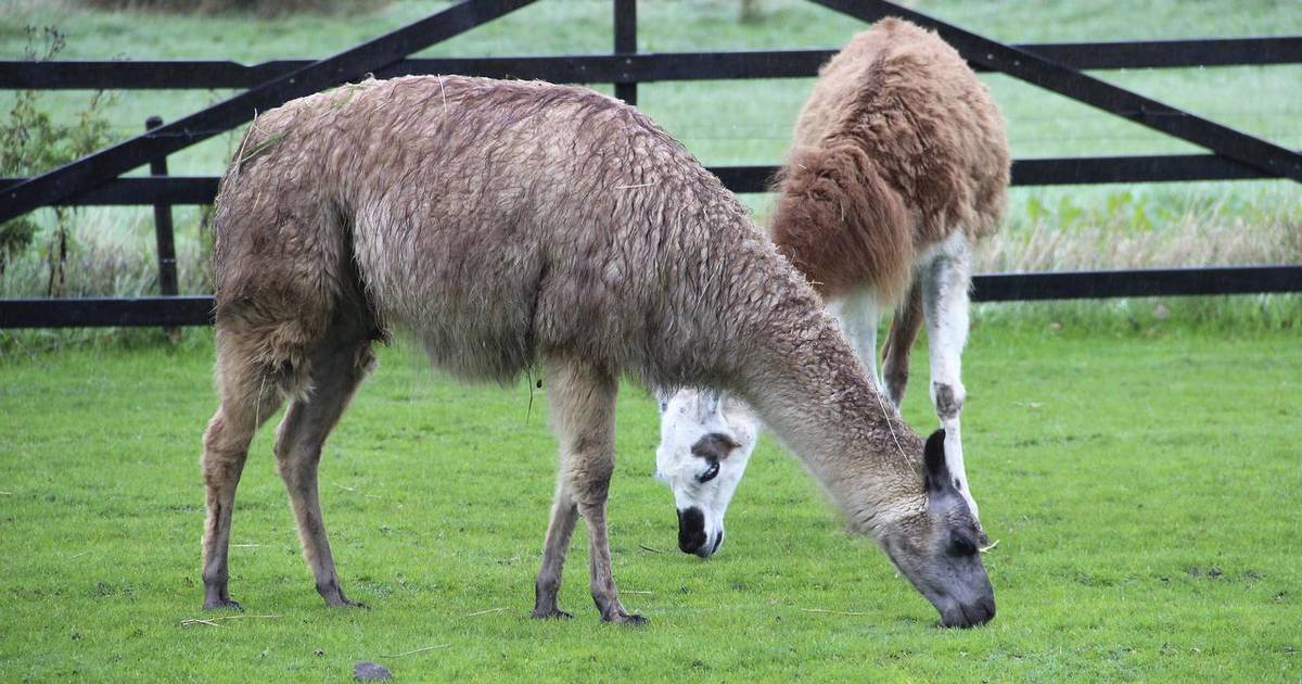Borgmesteren besøger lamaer - Din Avis