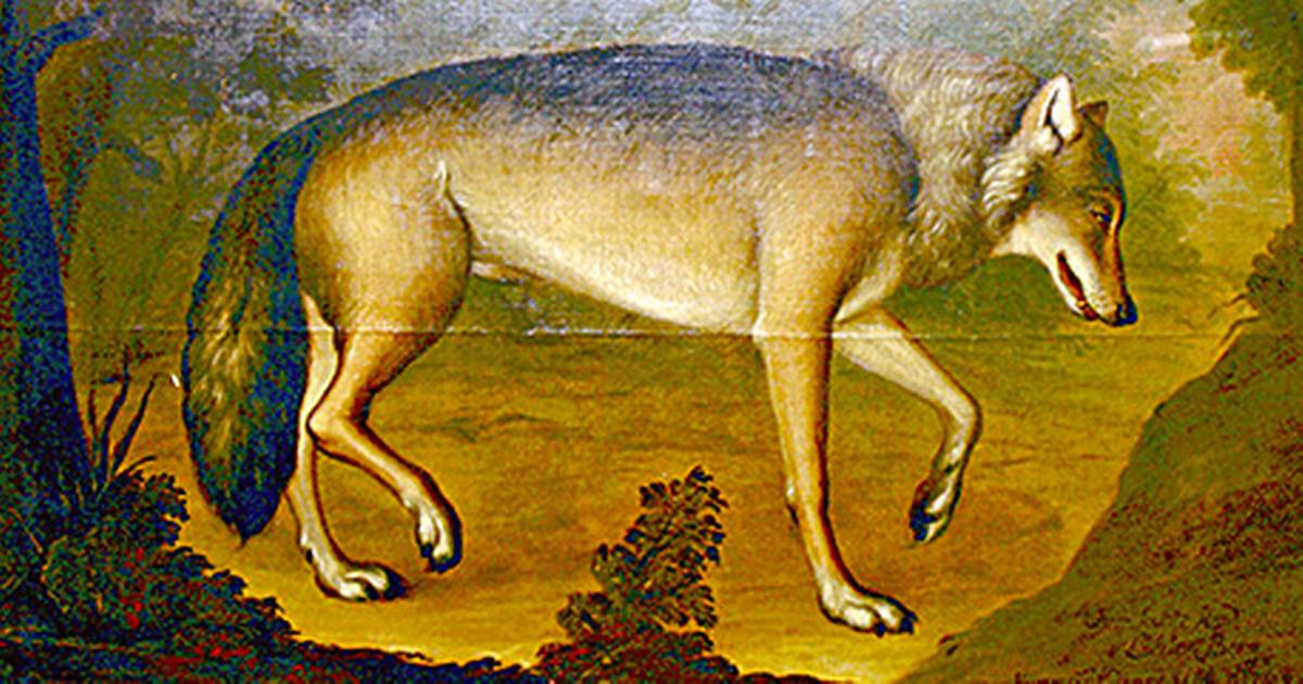 Ulvetider i Favrskoven... - Din Avis