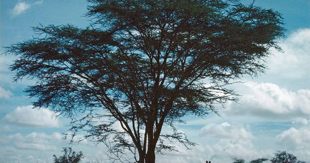 Torkils Afrika - Din Avis