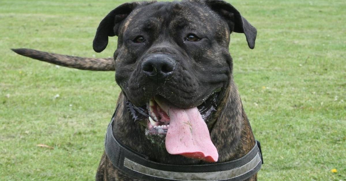 kamp- eller muskelhund? - Din Avis