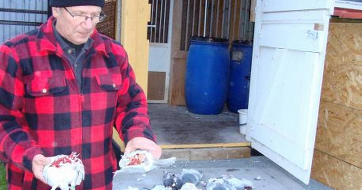 Brutale drab på brevduer i kolonihave i Grenaa - Din Avis