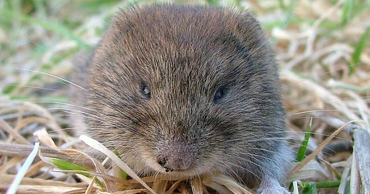 Mosegrise på spil i haverne