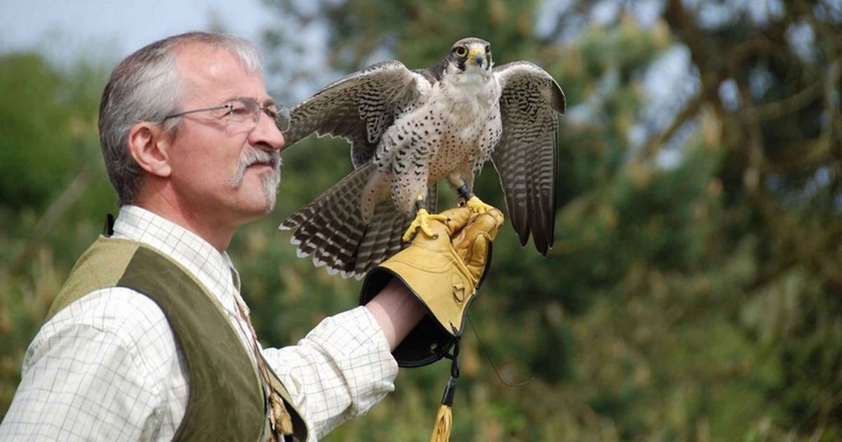 Falken fløj sin vej i Mols Bjerge - Din Avis