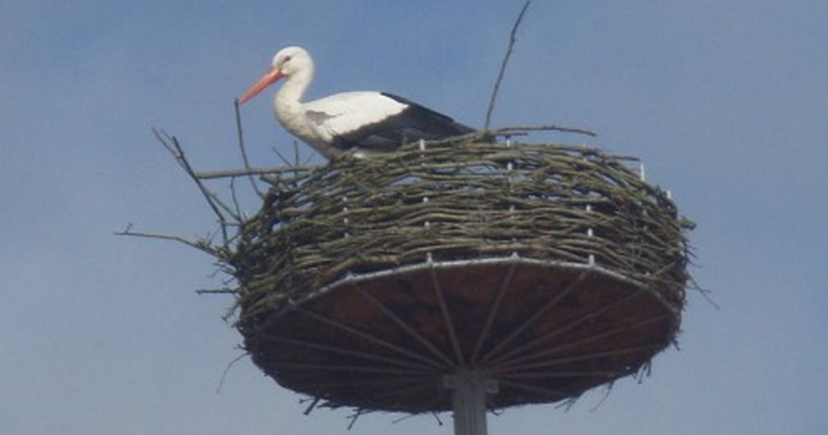 Storken er fløjet igen - Din Avis