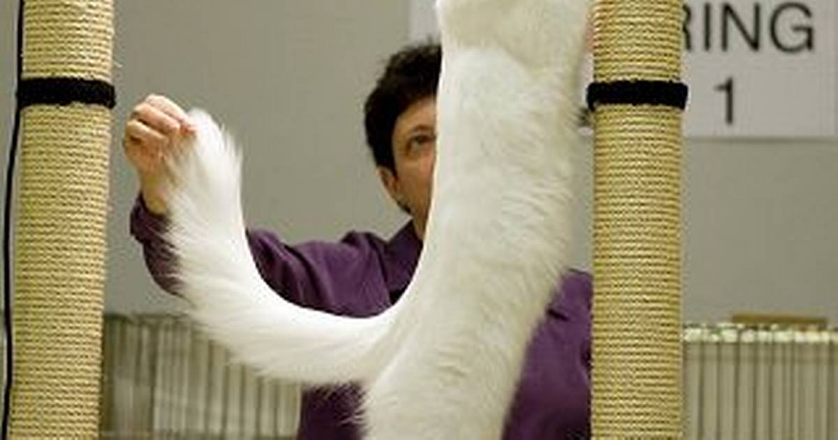 Katte fra hele verden i Jersie - Din Avis