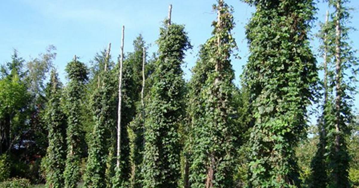 Hørnings ældre på humle-tur - Din Avis