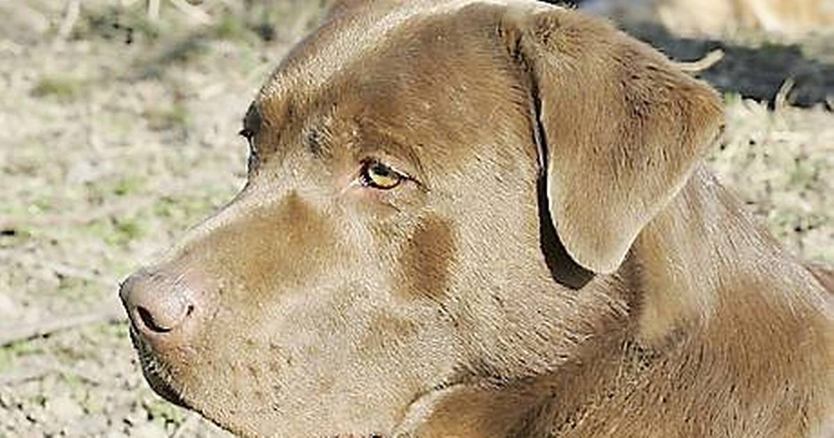 Brun labrador væk - Din Avis