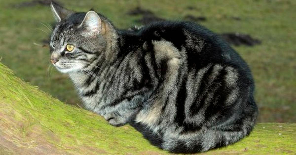 Katten i tønden - Din Avis