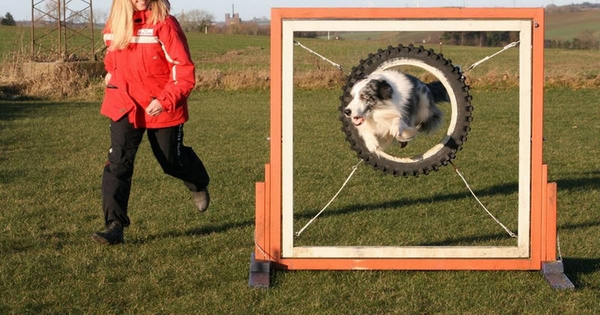 Agility på verdensplan i Erslev - Din Avis