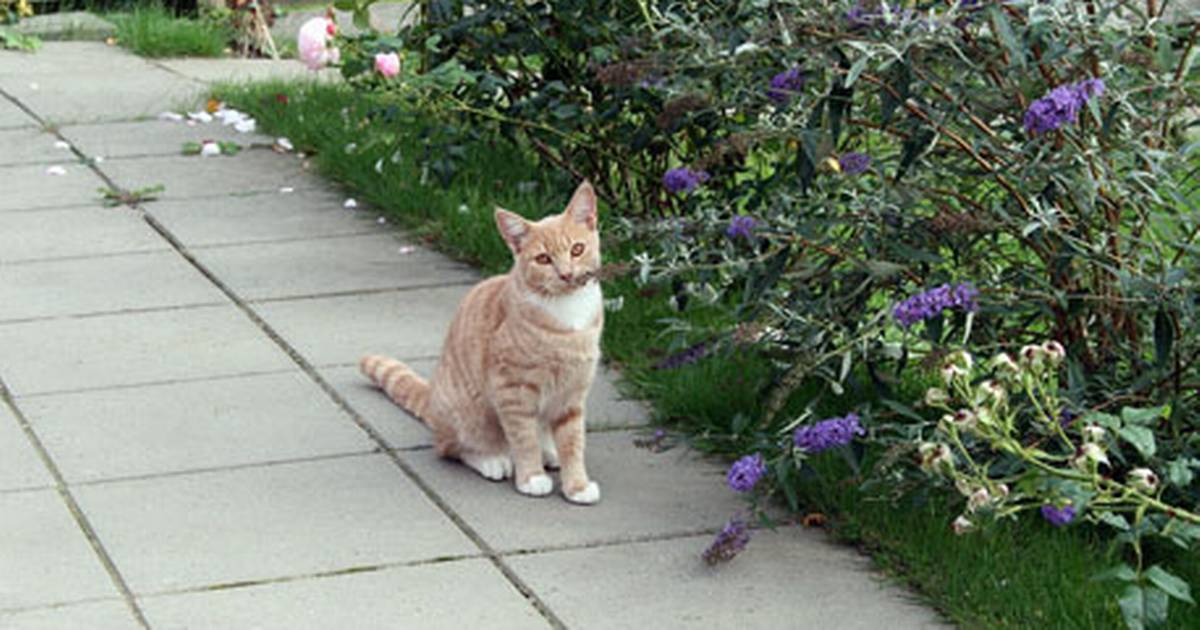 Katte forsvinder i Århus V - Din Avis