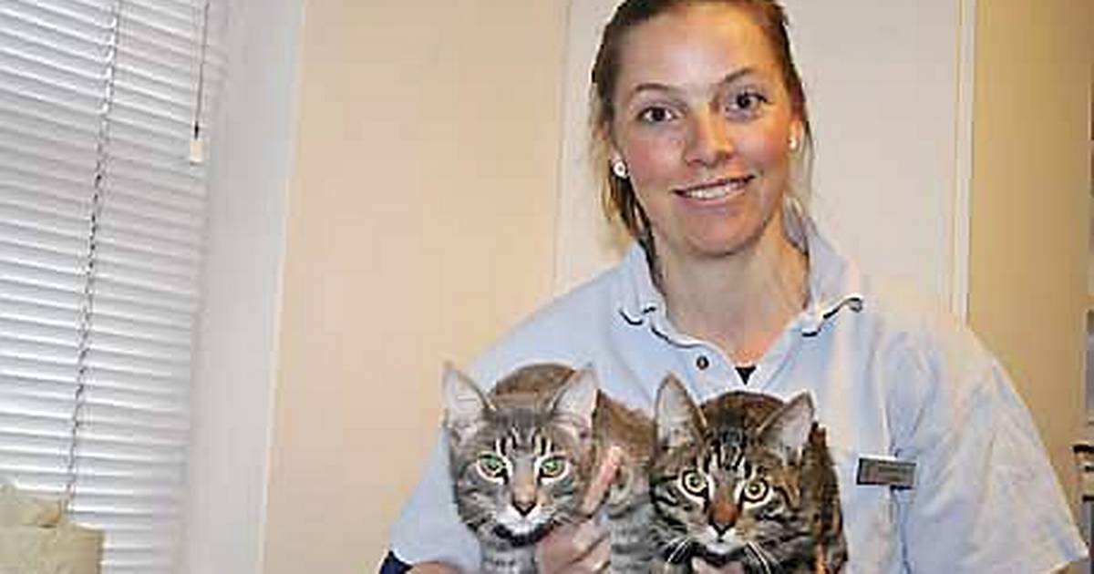 To katte smidt i contatiner - Din Avis