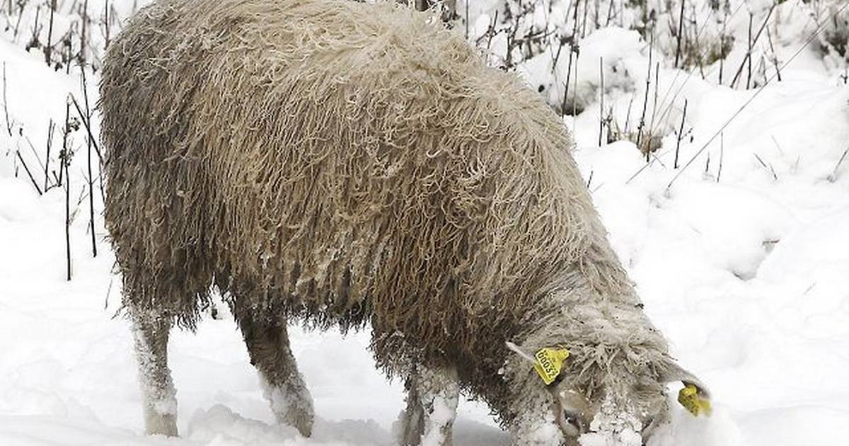 Fåreavler får sparket efter misrøgt - Din Avis