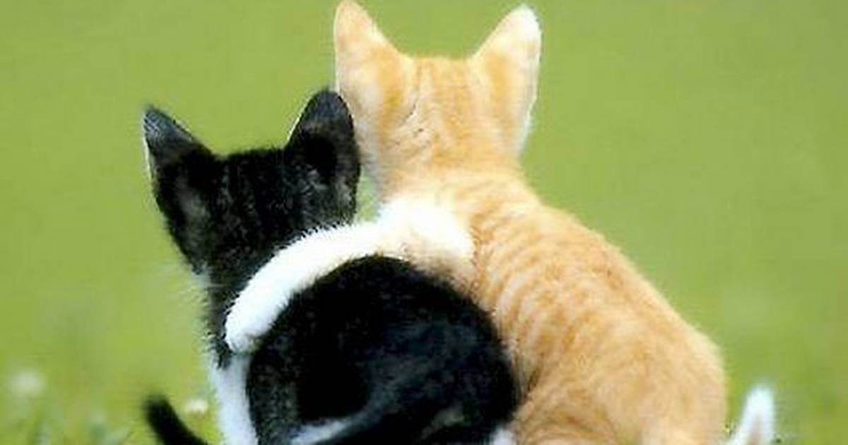 Sæson for problem-killinger - Din Avis