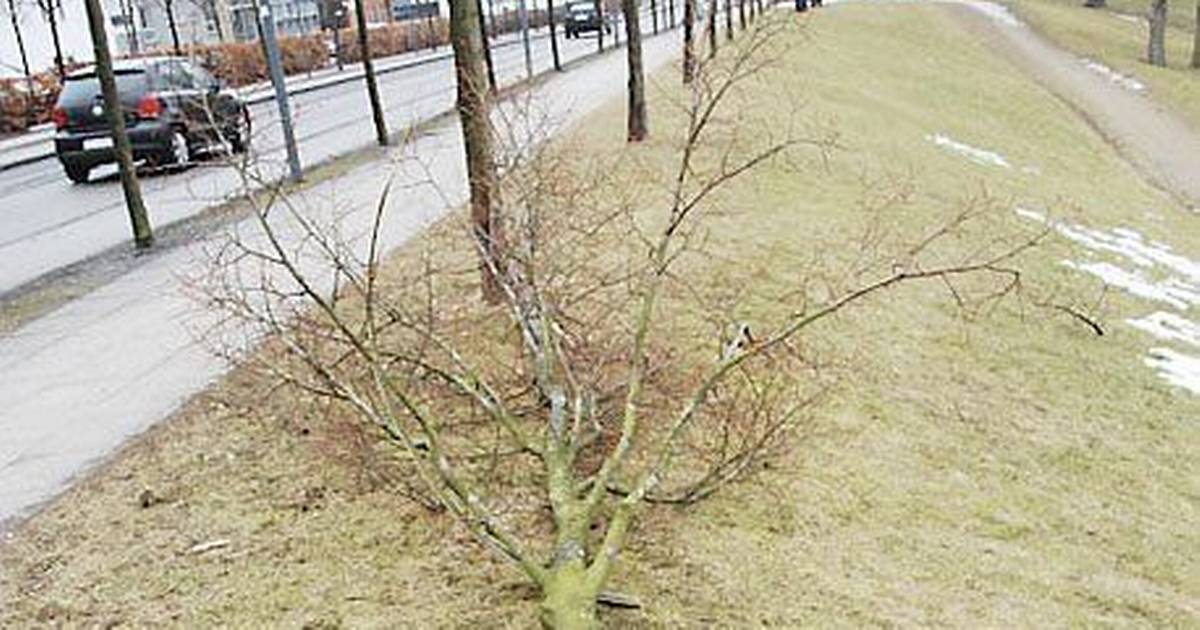 Jeg stak ikke af fra 'fældning' af lindetræ - Din Avis