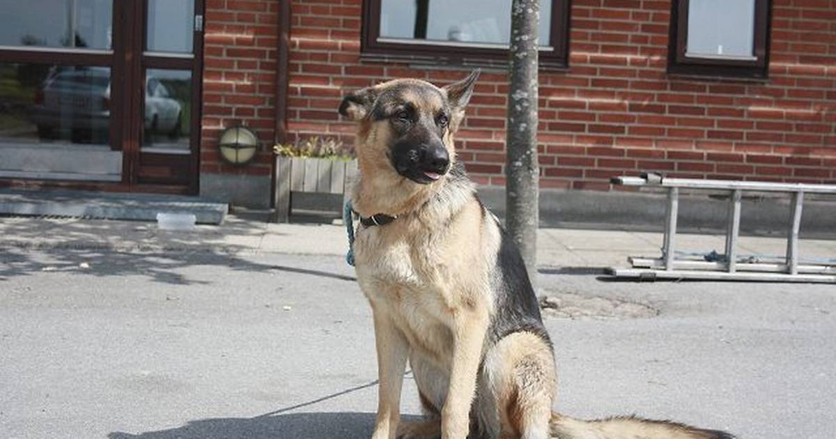 Schæferhund fundet i Hinnerup - Din Avis