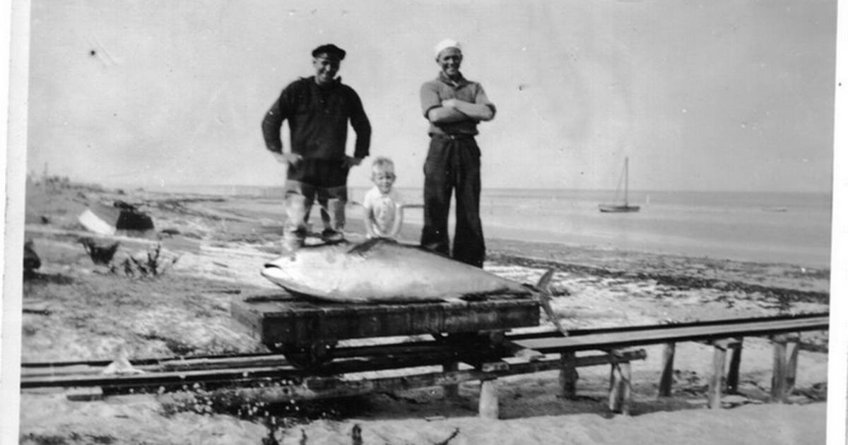 Dansk Fiskerimuseum udstiller på Fjellerup Strand - Din Avis