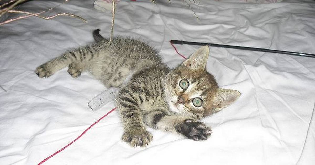 Hvem kender Calle kat? - Din Avis