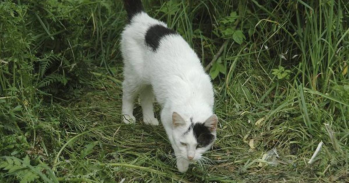 Kat var efterladt i Hammel - Din Avis