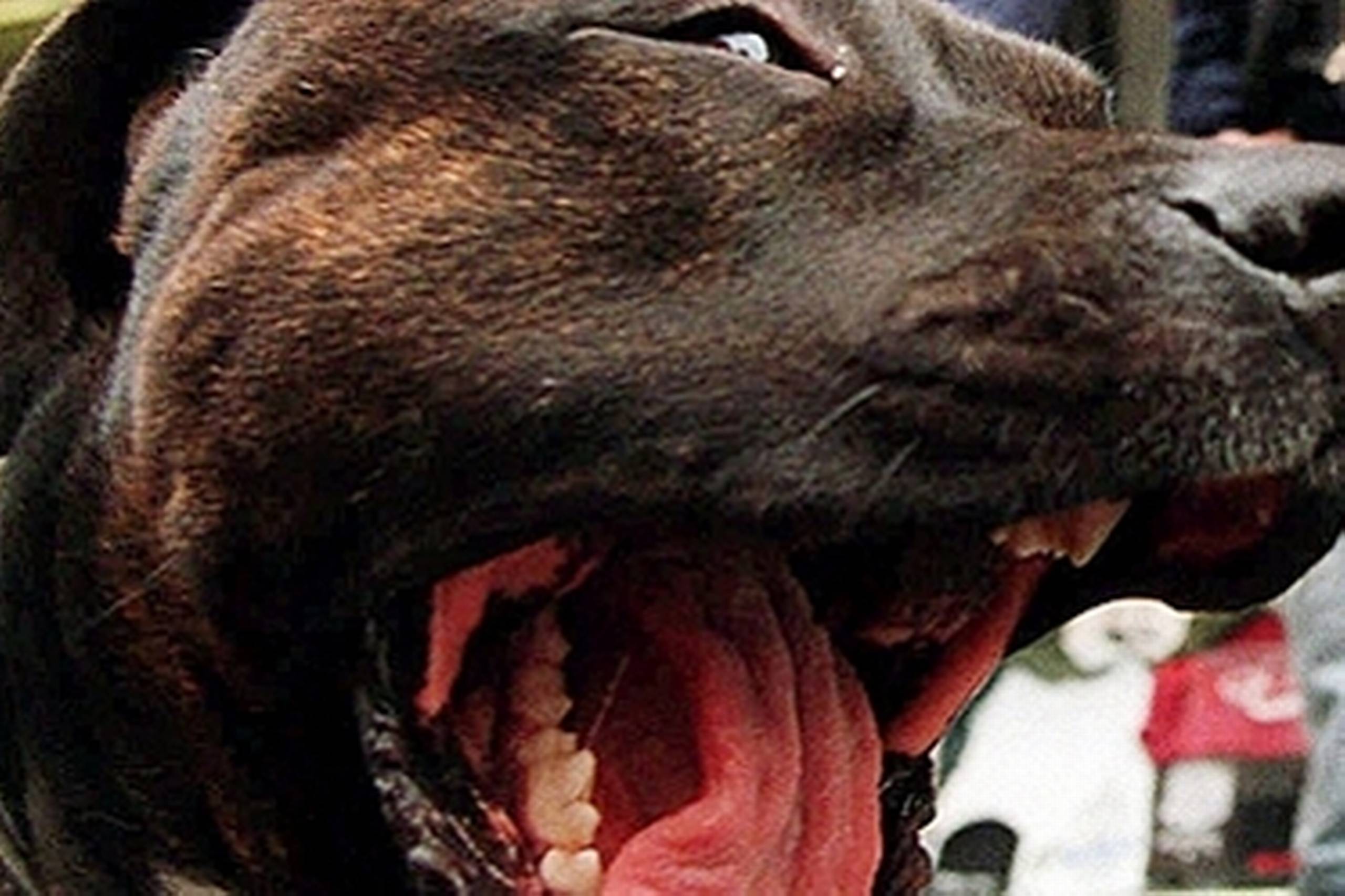 Ejere vil af med ulovlige hunde - Din Avis