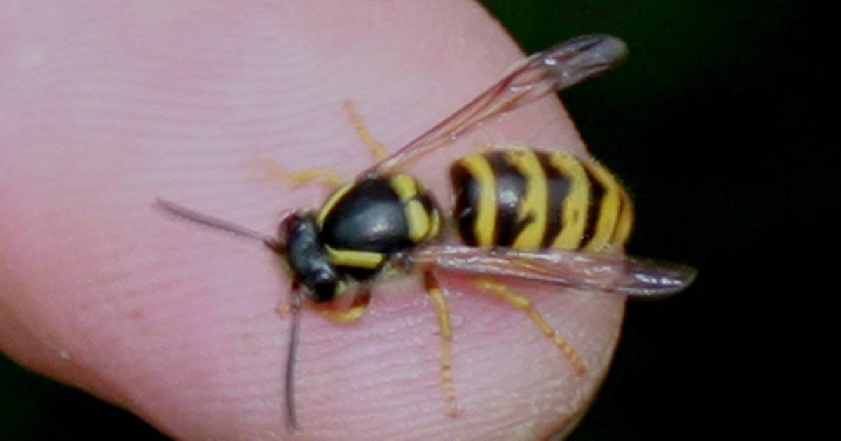 Hvepse kan kløs på ryggen - Din Avis