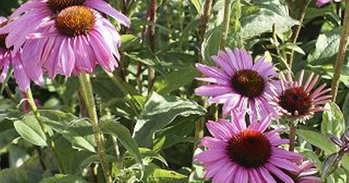 Frisk haven op efter ferien - Din Avis