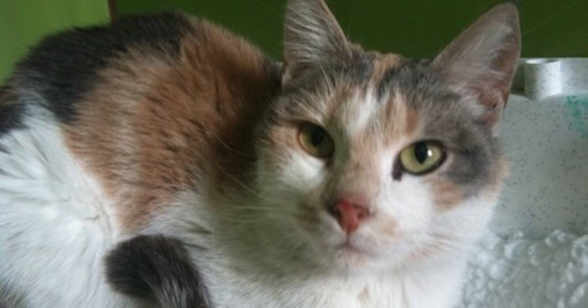 Kat efterladt i papkasse i Åshøjskoven - Din Avis