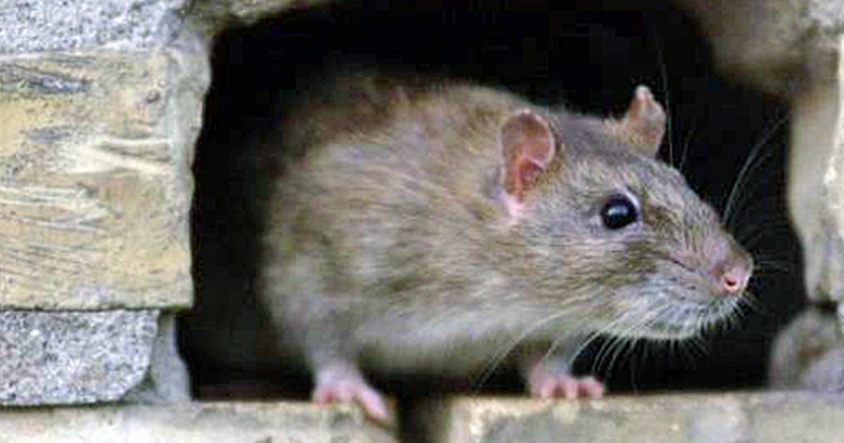 Rotter i køkkener på plejecenter - Din Avis