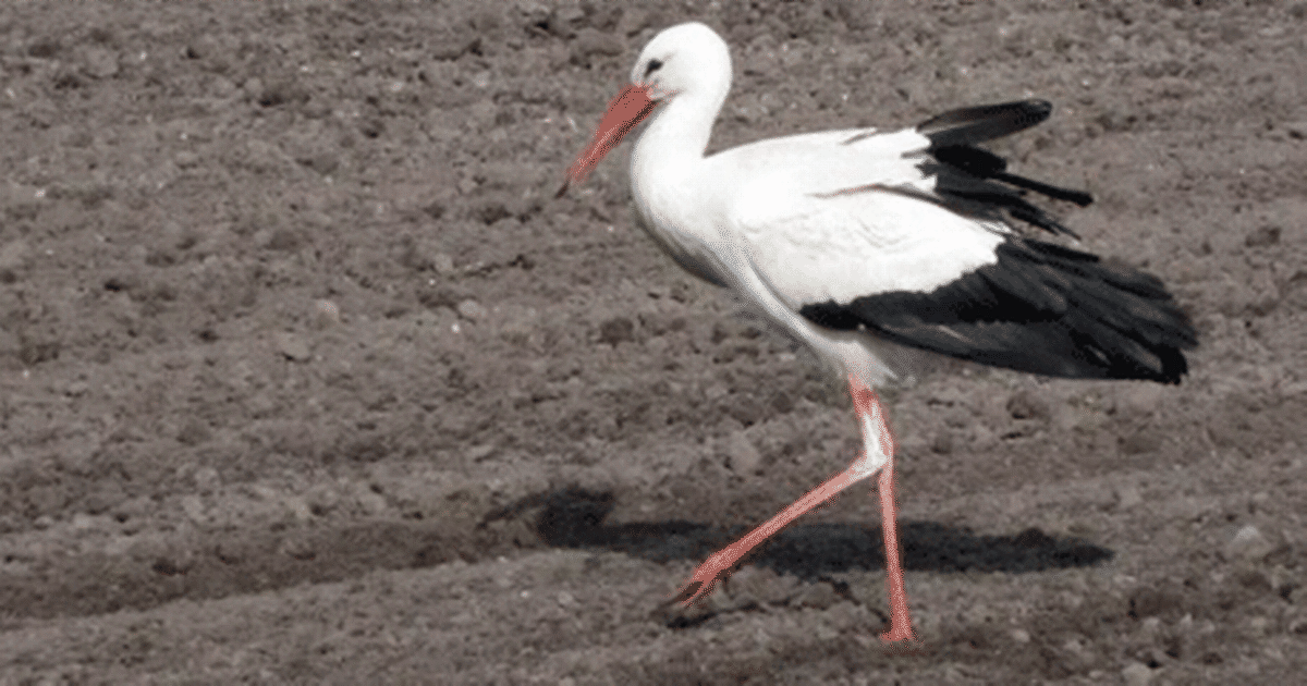 Storken landede i Bode Krog