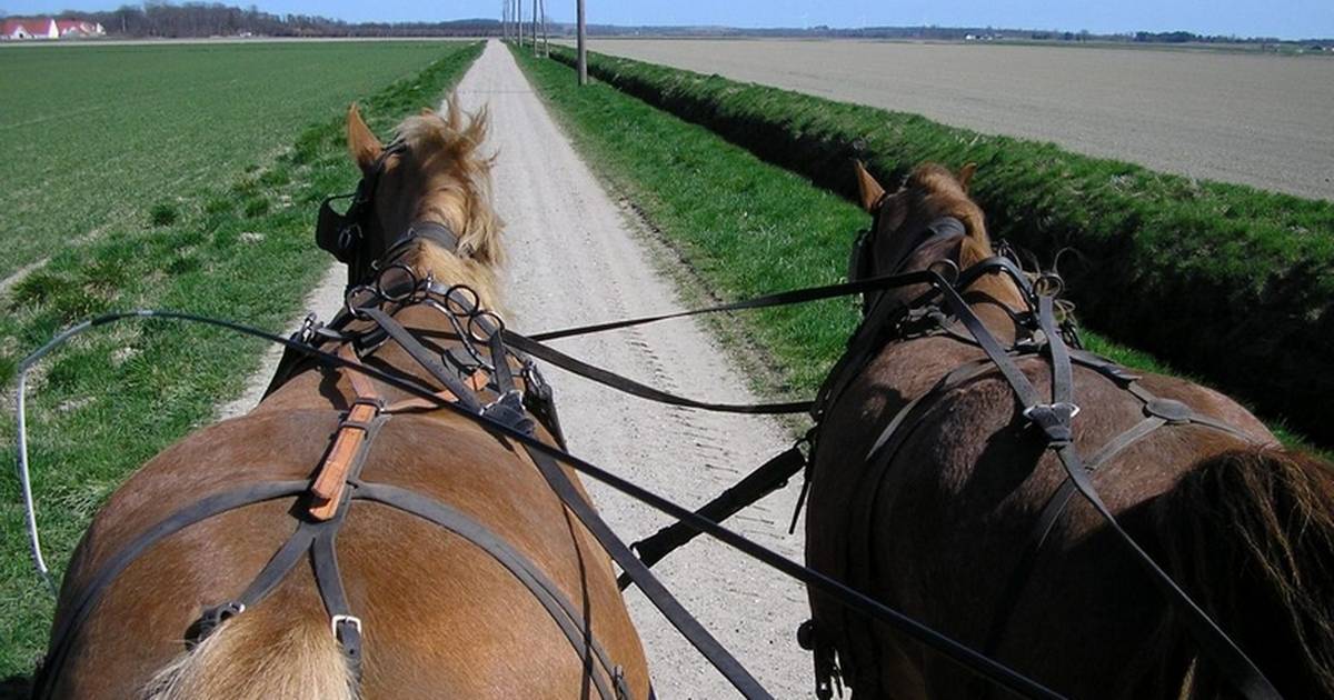 Opvisning med heste og vogn i Stenvad - Din Avis