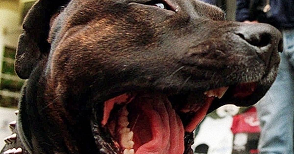 Ejer bandt kamphund til træ og forsvandt - Din Avis