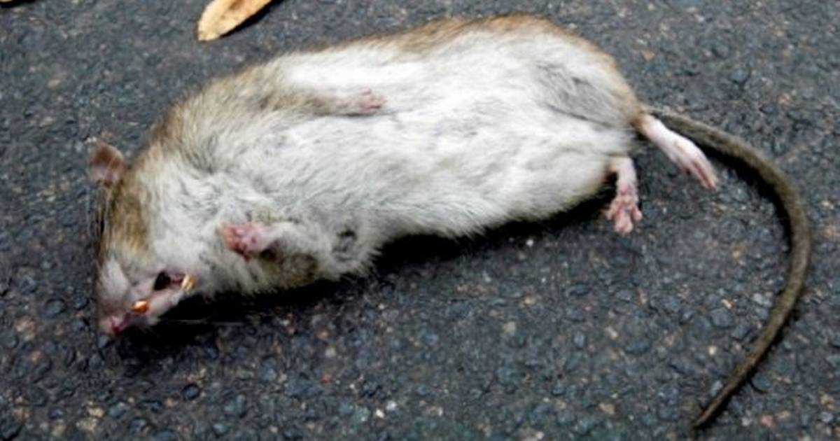 Sendte død rotte til rival - Din Avis