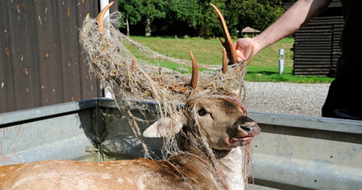 Dødsfælder dræber hjorte - Din Avis