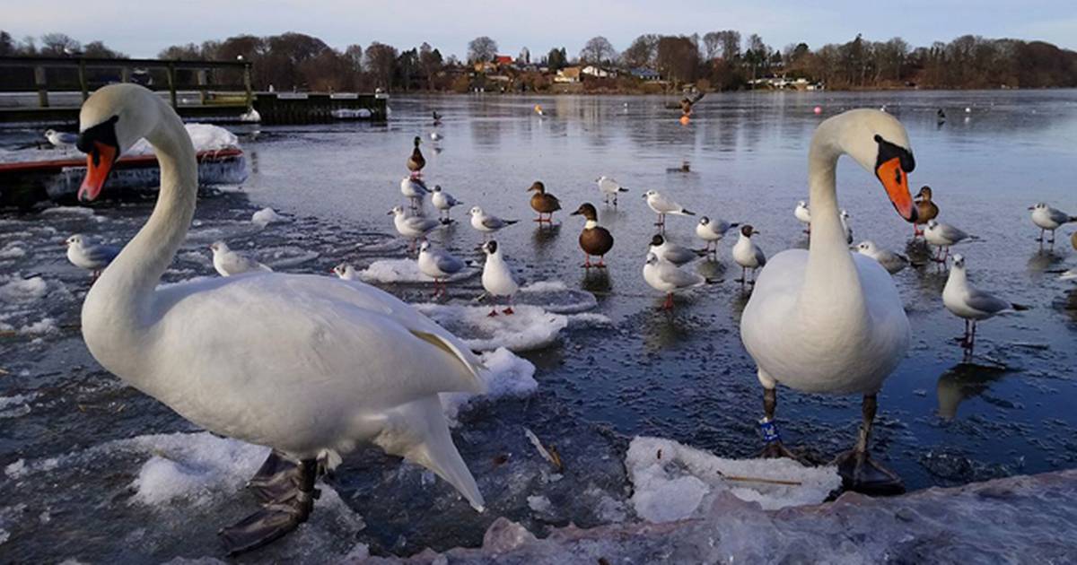 Her er historien om svanebilledet - Din Avis