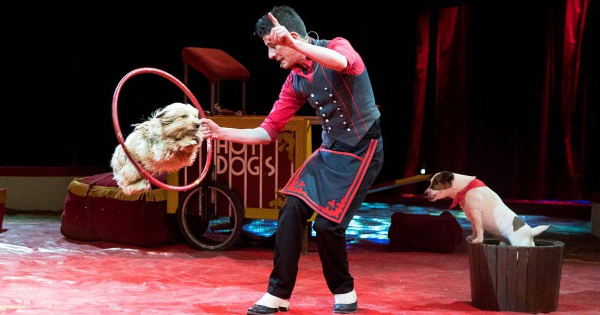 Cirkus Arena kommer til Skanderborg - Din Avis