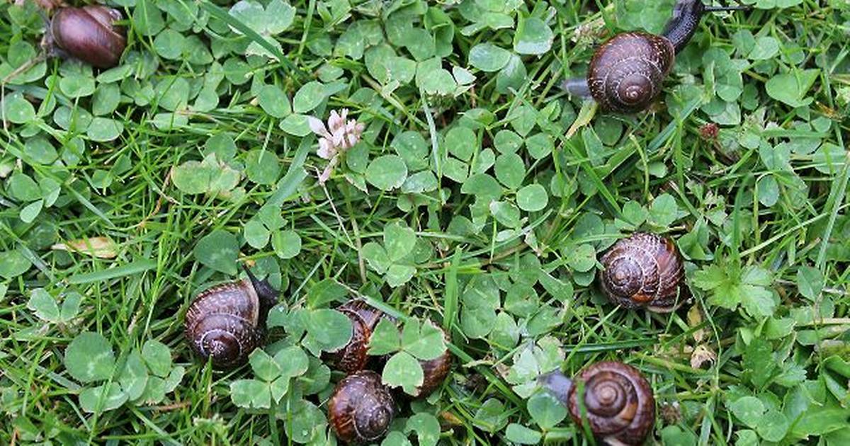 Sådan bekæmper du voldsneglen - Din Avis