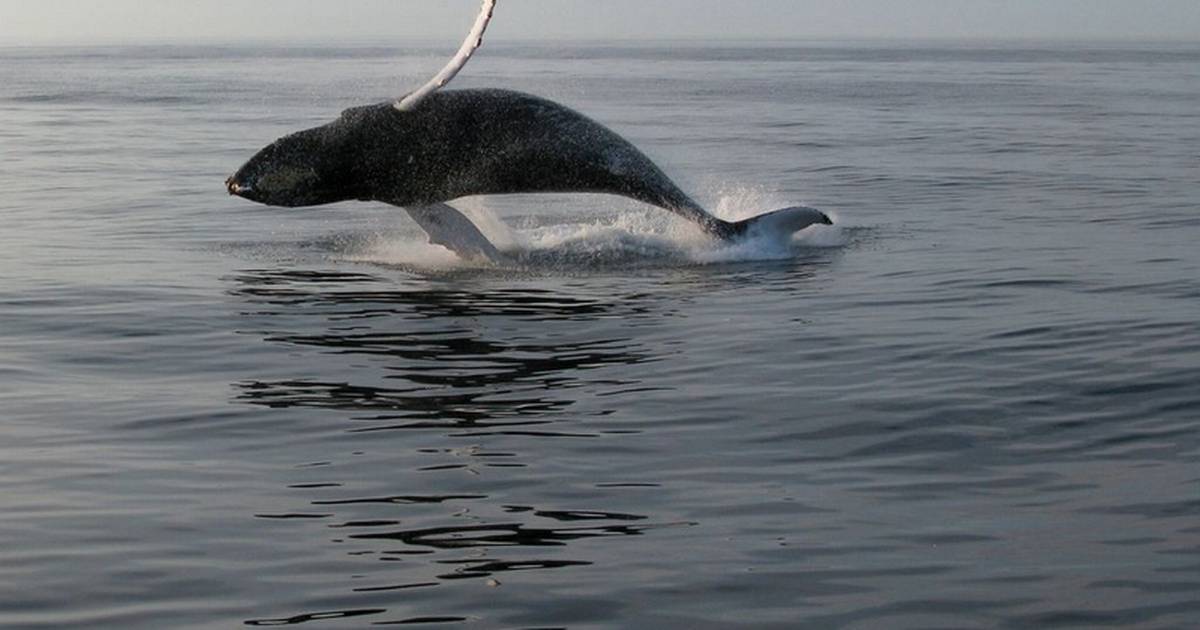Se pukkelhvalen i Øresund - Din Avis