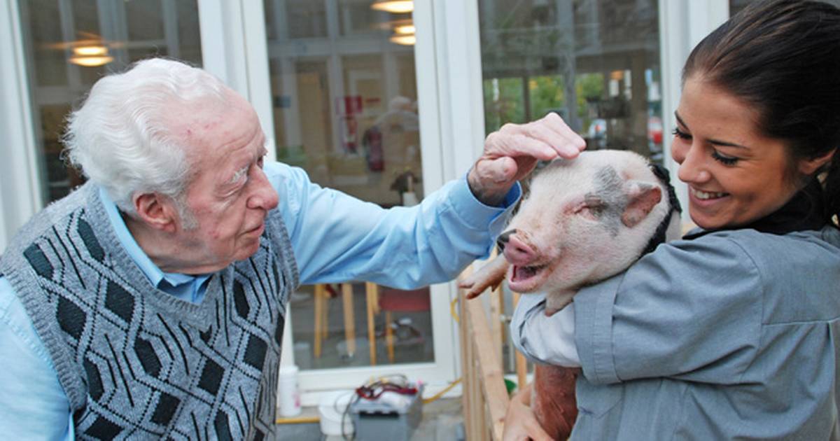 Velkommen til grisen Møffe - Din Avis