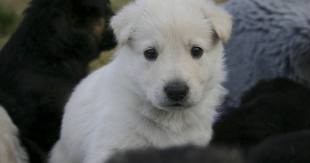 Når det løber ud af din lille hund - Din Avis