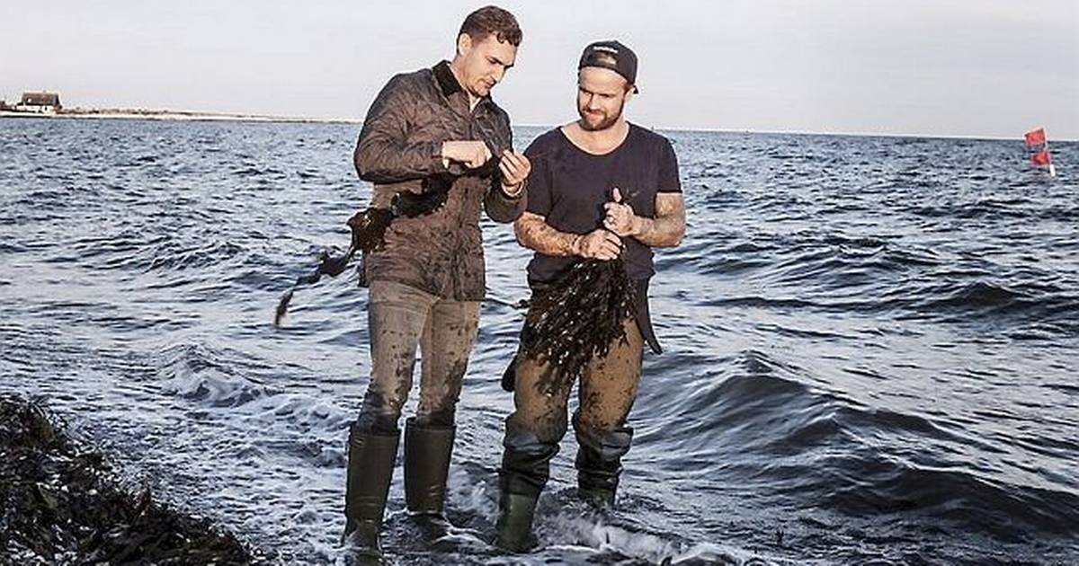 Høster tang fra Djurslands kyster - Din Avis