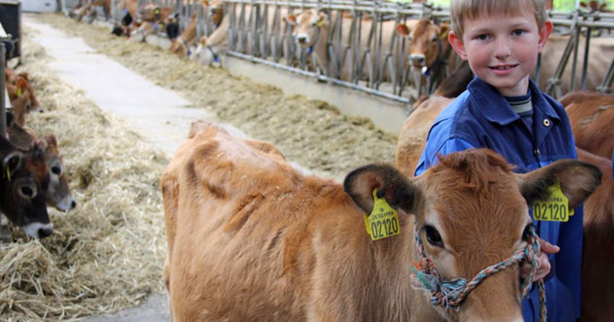 Børnene har hver sin kalv med på messe - Din Avis