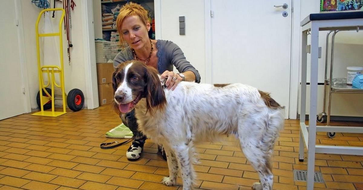 Hjælp dit dyr mod maddiker - Din Avis