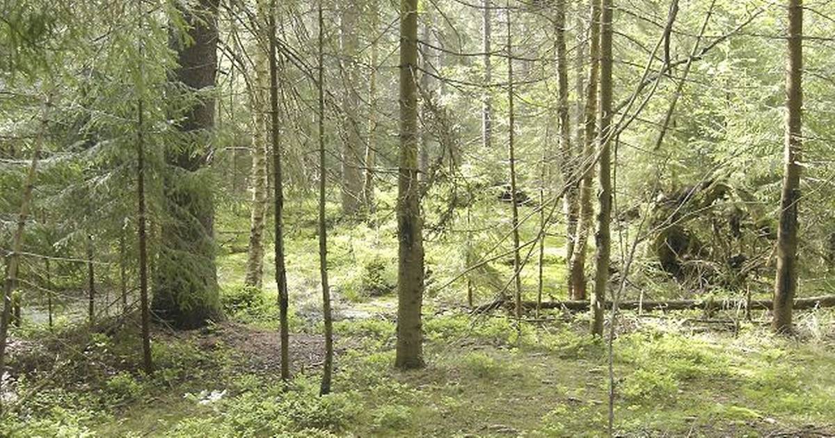 Beder-Malling bliver en skov rigere - Din Avis