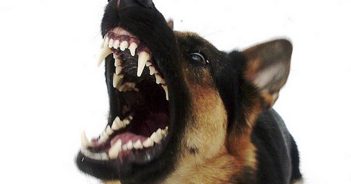 Politihunden Walter fangede to svømmende litauiske tyve - Din Avis