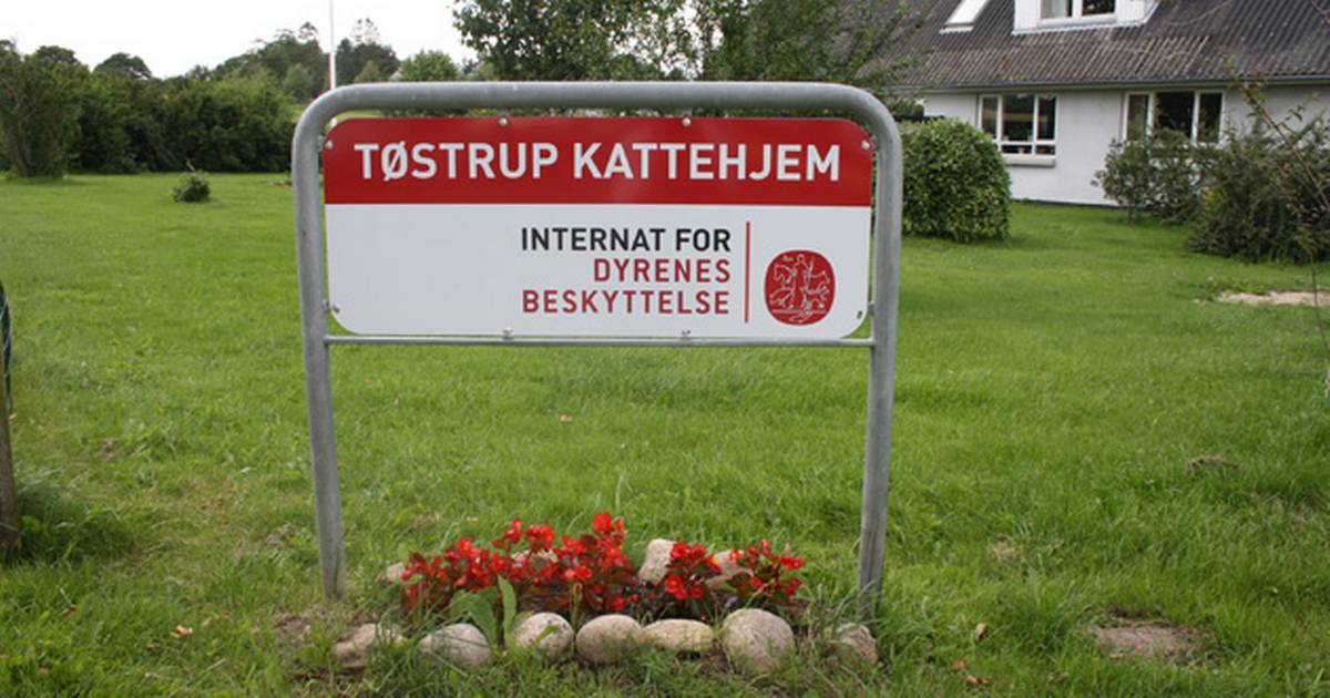 Flyttekasser med 21 katte dumpet ved Tøstrup Kattehjem - Din Avis