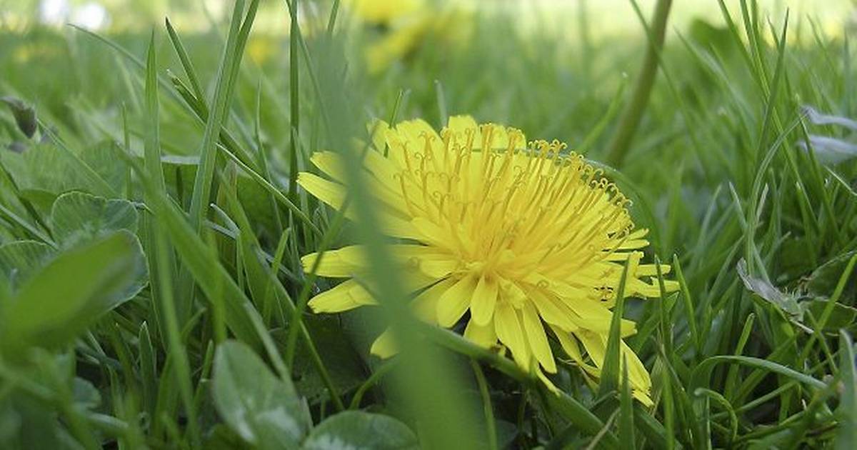 Spis dit ukrudt - Din Avis